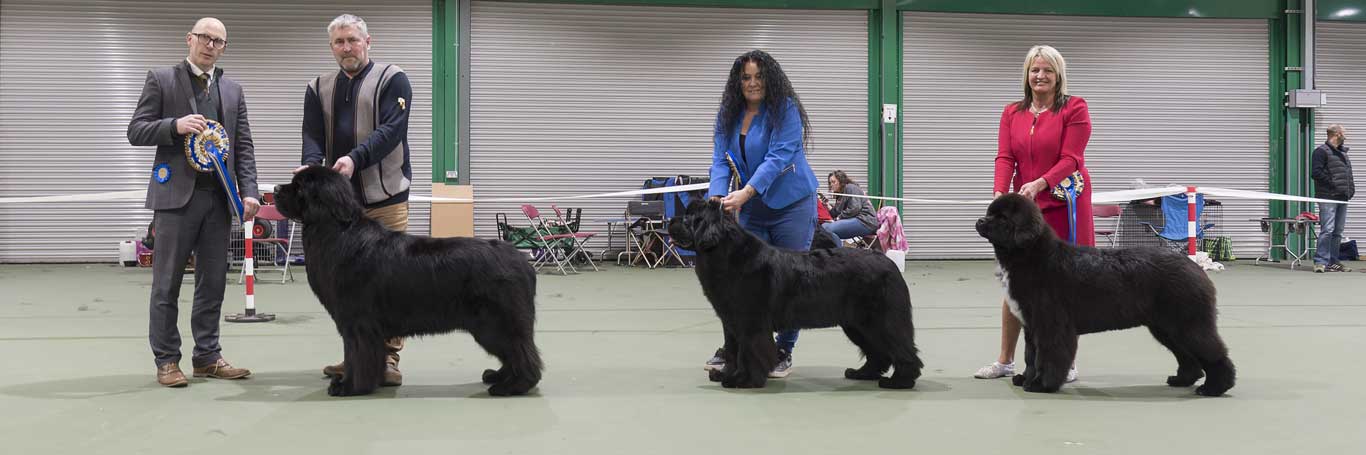 UK Newfoundlands Info - Newfoundland profiles, pictures, pedigrees, UK ...